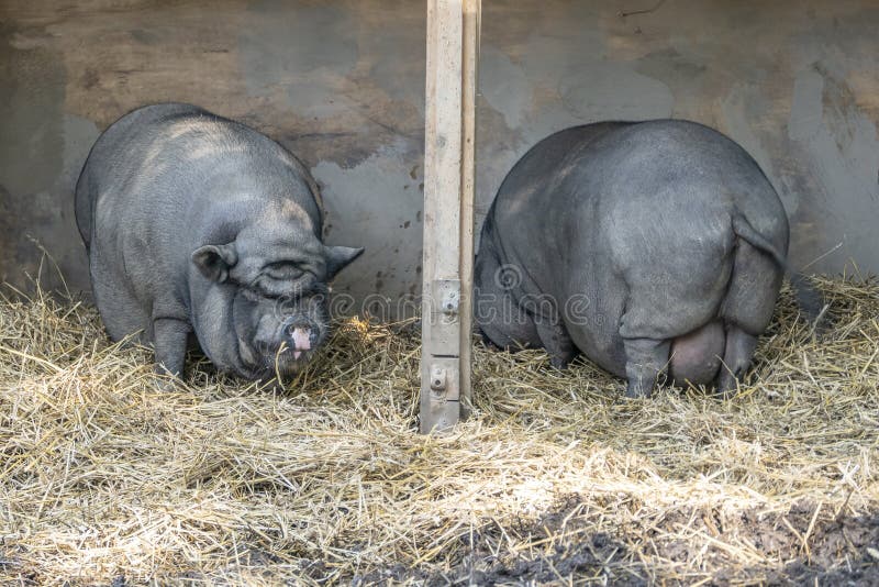 Two Grey Pigs Grazing in an Animal Sanctuary Stock Image - Image of ...