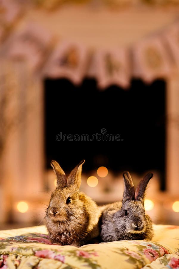 Two Grey Rabbits on a Flowered Cloth Stock Photo - Image of fireplace ...