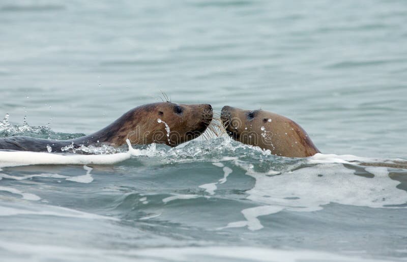 Two grey seal stock photo. Image of fluffy, beautiful - 28593472