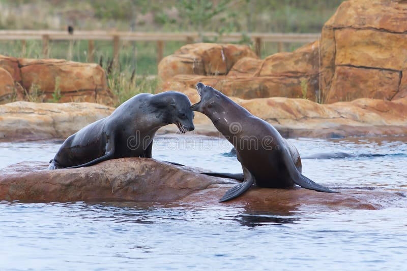 Two grey seals on a rock stock image. Image of adorable - 307710703