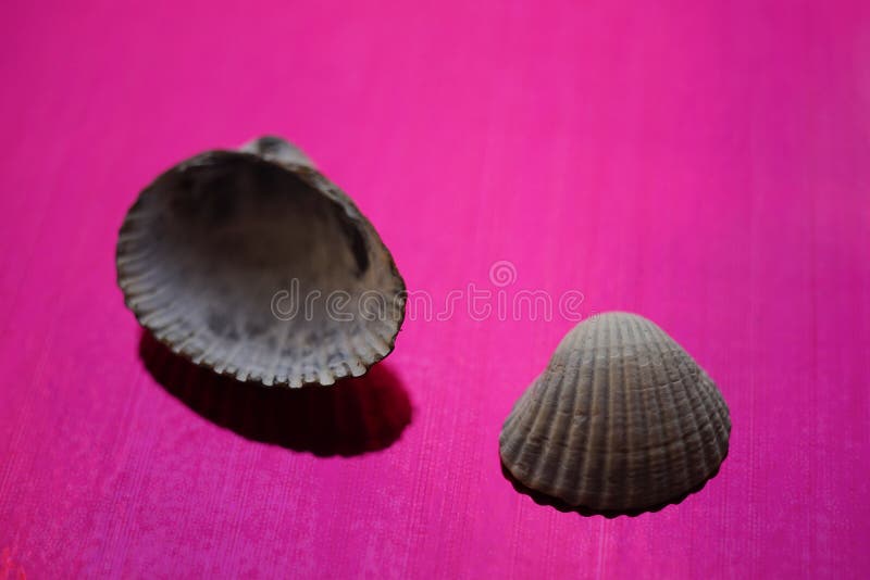 Two Grey Seashells on an Vivid Pink Table Stock Photo - Image of marine ...