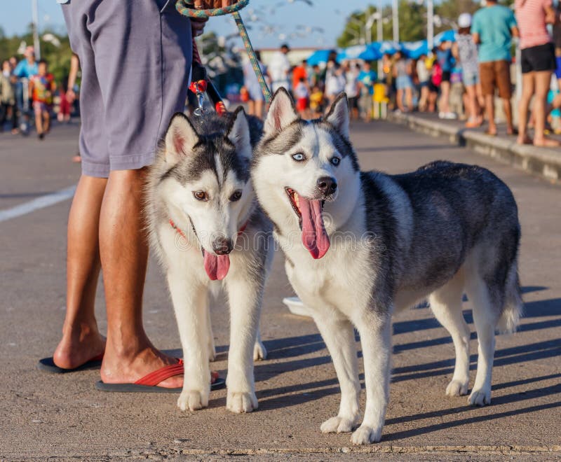 Two Grey Siberian Husky Dogs on Street Stock Photo - Image of breed ...
