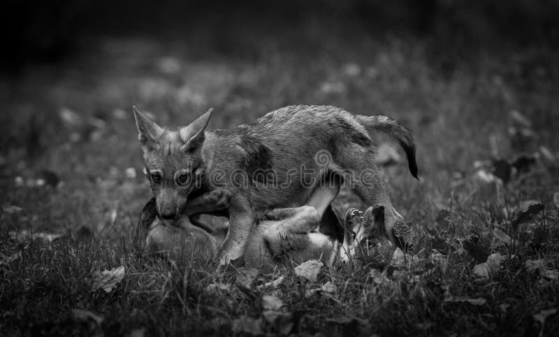 Two Grey Wolf Playing in the Forest Stock Photo - Image of beast, wolf ...