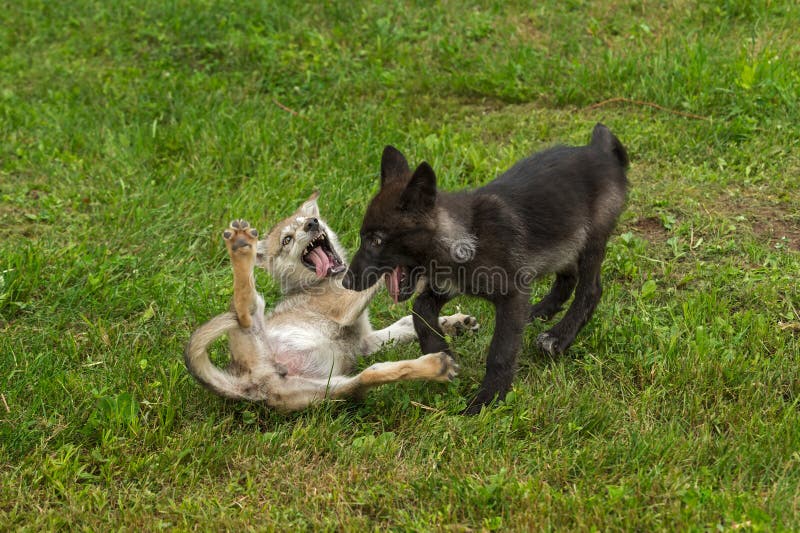 Two Grey Wolf Pups (Canis Lupus) Play Stock Photo - Image of play ...