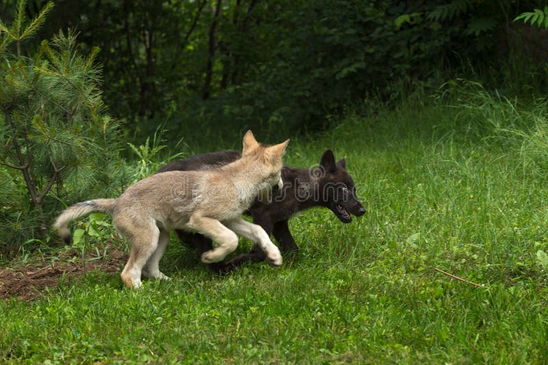 Wolf Pups Play Fighting