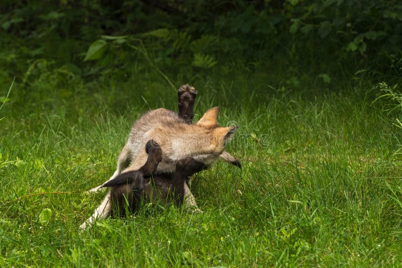 Two Grey Wolf Pups (Canis Lupus) Tussle Stock Image - Image of lupus ...