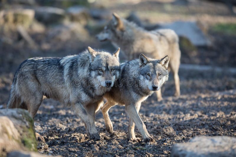Two Grey Wolf Walking in the Forest Stock Image - Image of hunter ...