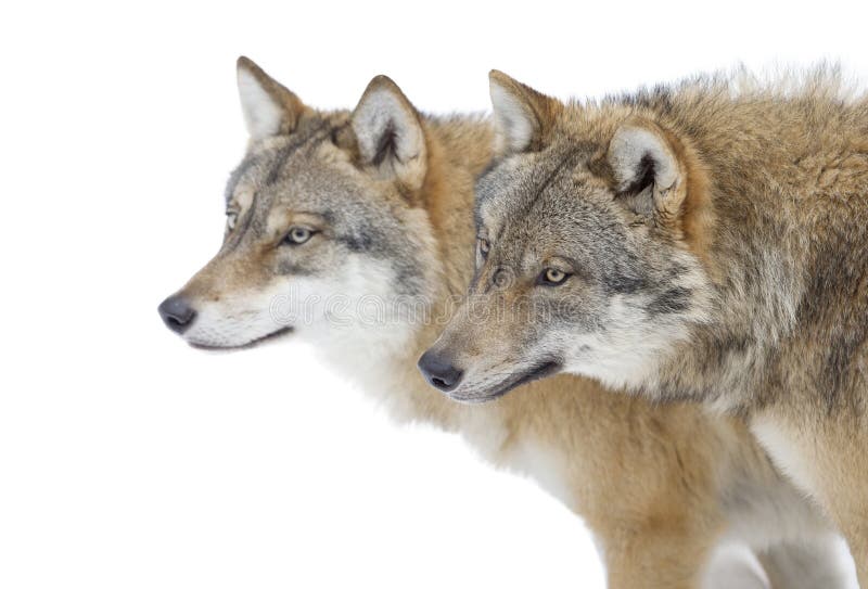 Two Gray wolves stock image. Image of season, snowy - 102332241