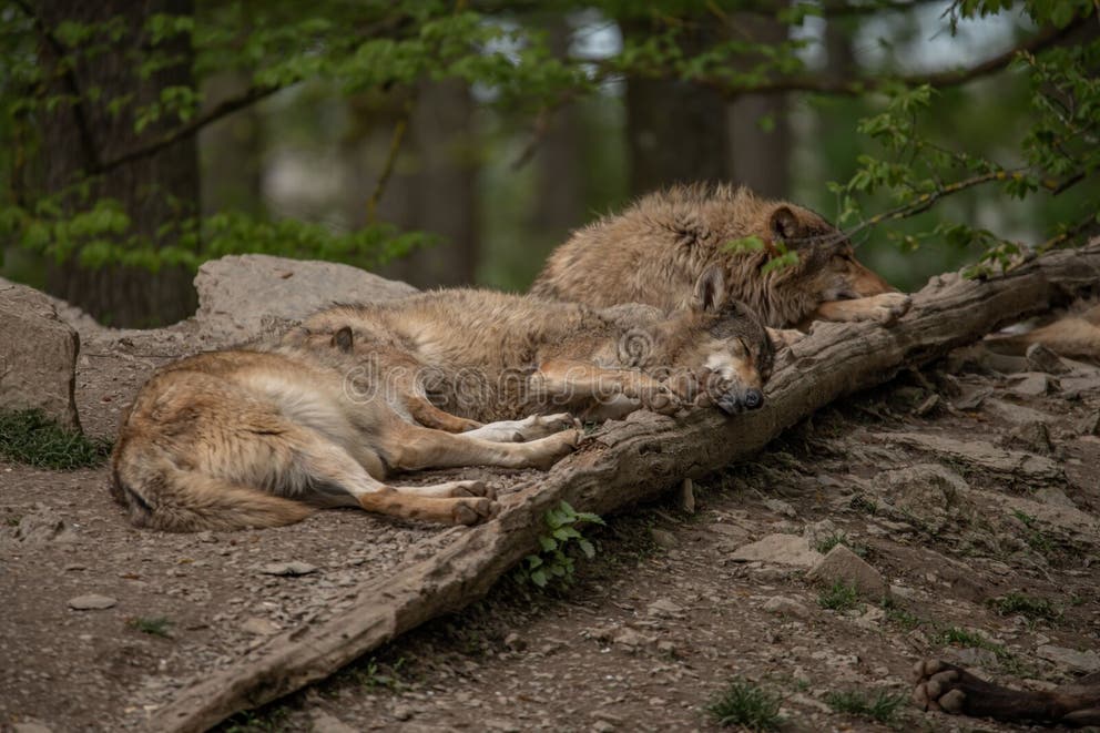 Two Grey Wolves Resting in the Woods. Stock Photo - Image of natural ...