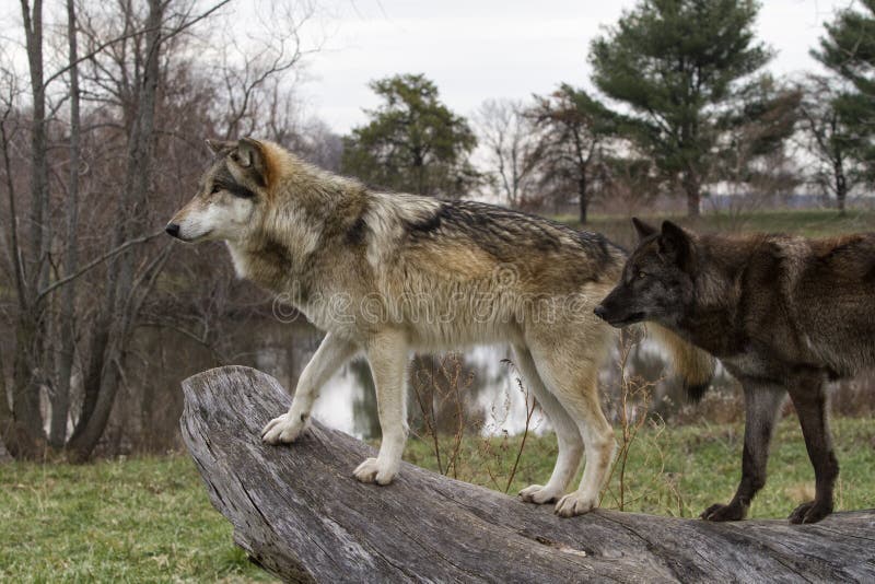 Two Grey Wolves Standing on a Fallen Tree Stock Image - Image of ...