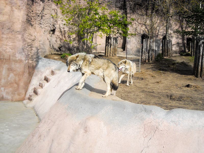 Two grey wolves at the zoo stock image. Image of canine - 147019659