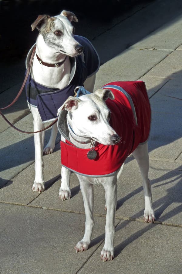 Two greyhound dogs stock image. Image of eyes, pair, away - 66725843