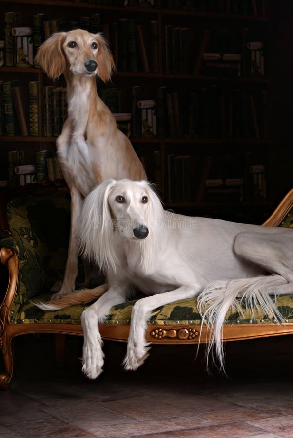 Two Greyhound Saluki Dog in Royal Interior Stock Image - Image of coat ...