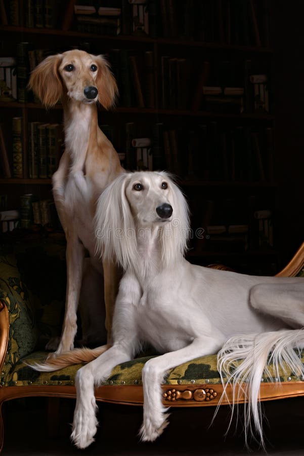 Two Greyhound Saluki Dog in Royal Interior Stock Photo - Image of ...