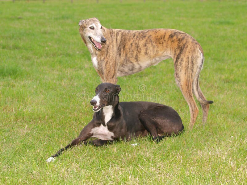 Two Greyhounds stock image. Image of mouth, pack, brindle - 164898455