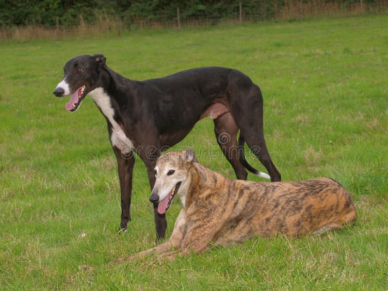 Two Greyhounds stock image. Image of beauty, greyhound - 165133749