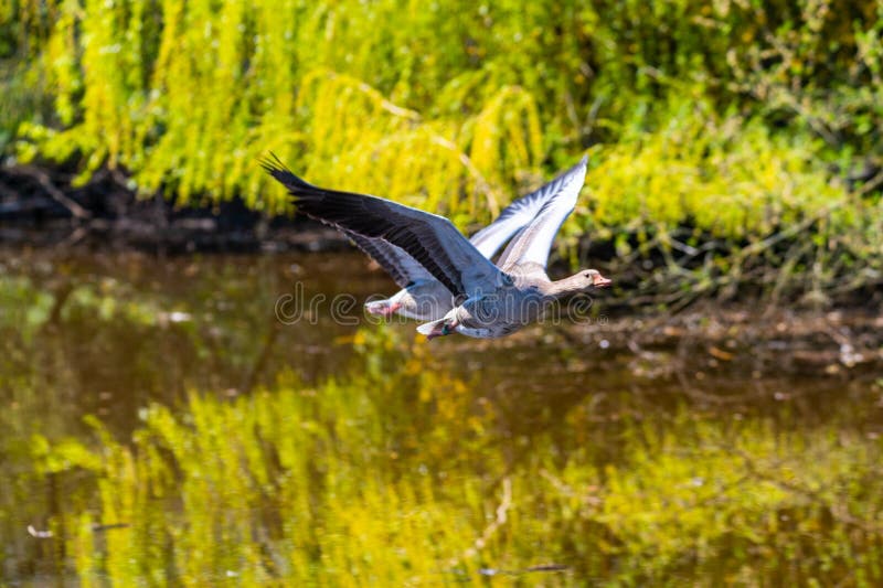 Two Greylag Geese Fly Over a River in Formation Flight Stock Image ...