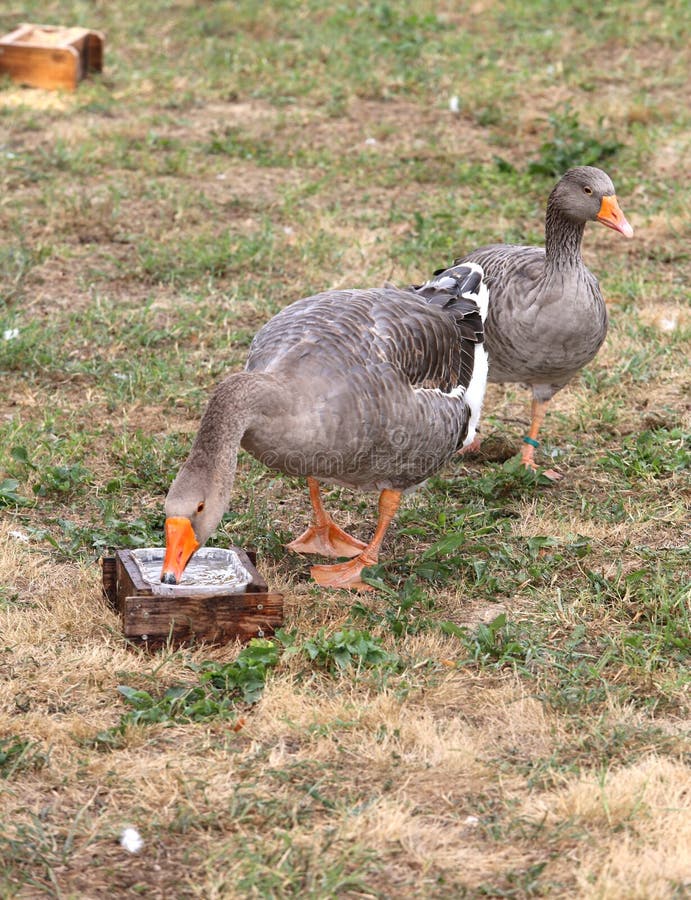 One Fat Greylag Goose in the Animal Farm Stock Photo - Image of ...