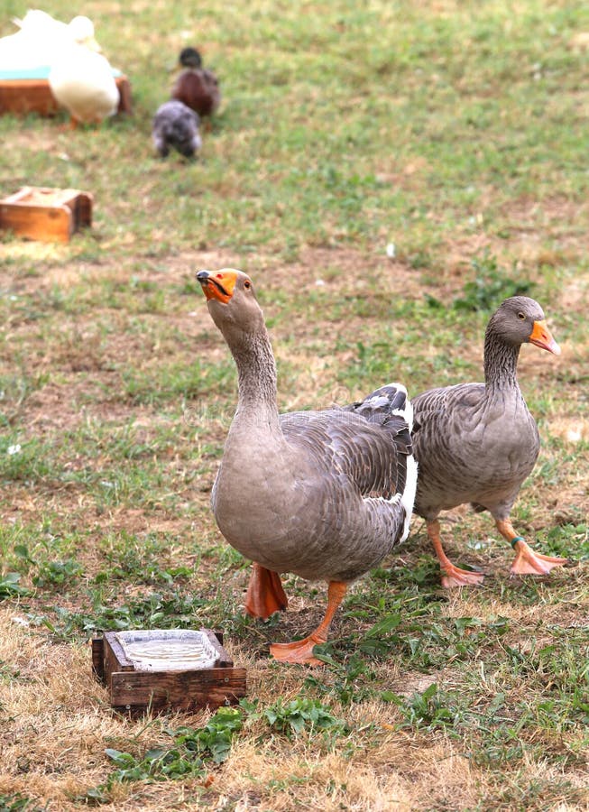 One Fat Greylag Goose in the Animal Farm Stock Photo - Image of ...