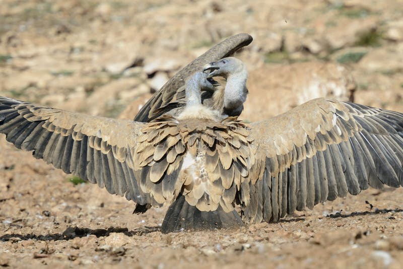 Two Griffon Vultures Fighting. Stock Image - Image of attack, birds ...