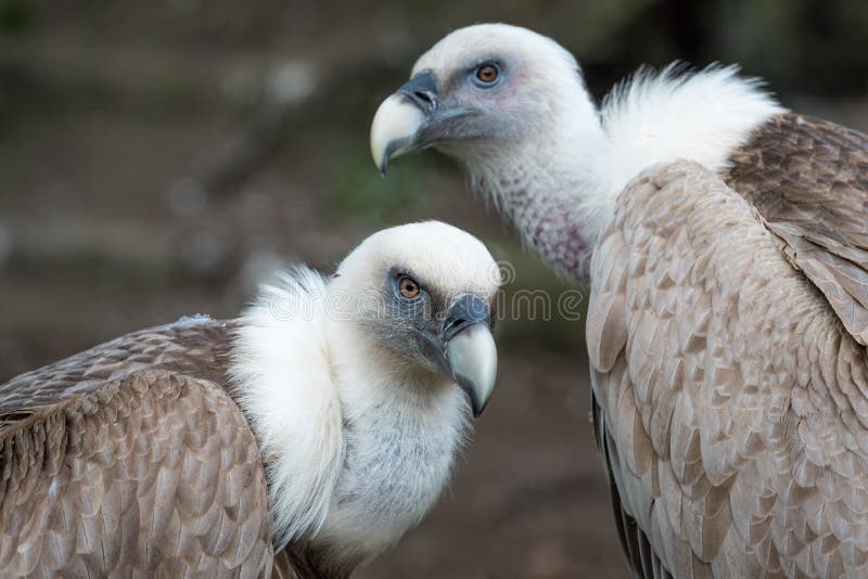 Two Griffon vultures stock photo. Image of looking, blurred - 71476384