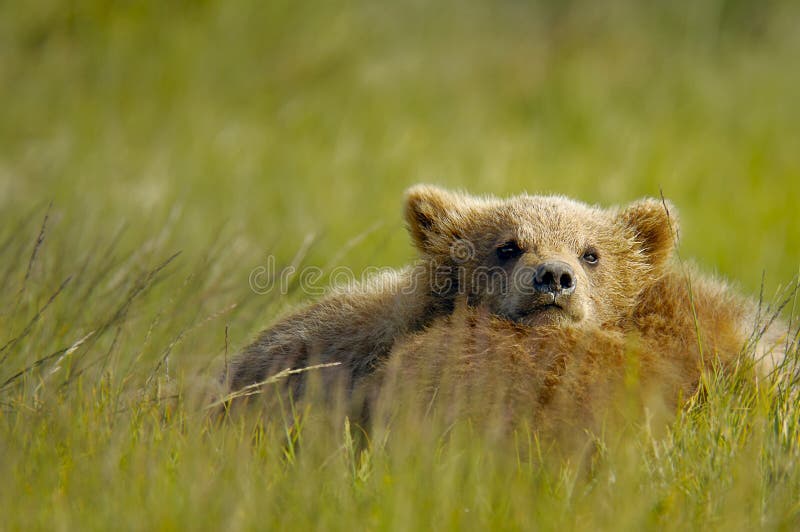 Two Grizzly Bear Cubs Relaxing in a Green Grassy Field Stock Image ...