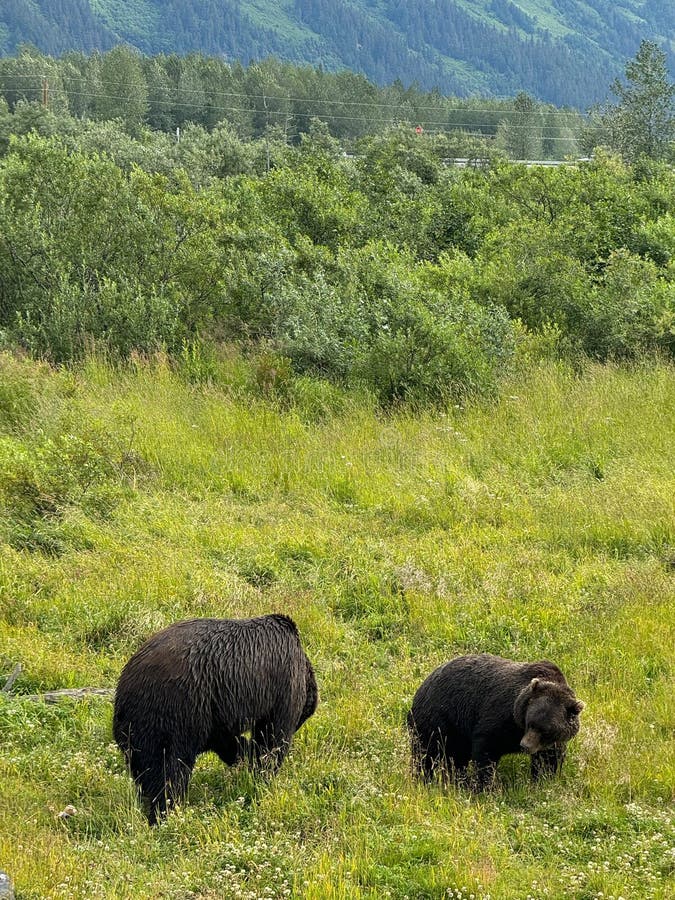 Two Grizzly Bears stock photo. Image of wild, summer - 375033012