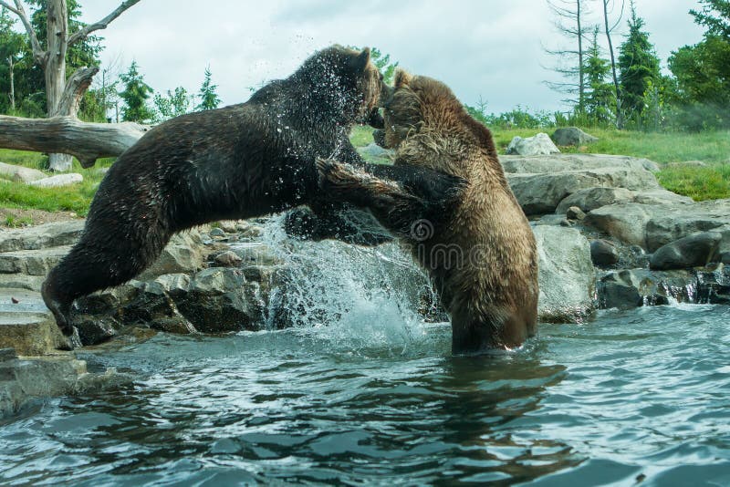 Two Grizzly (Brown) Bears Fight Stock Image - Image of animosity ...
