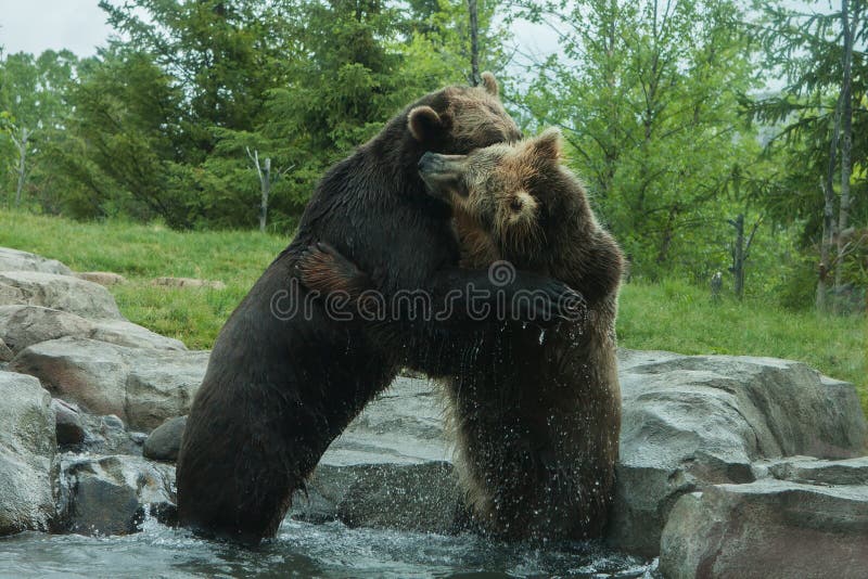 Two Grizzly (Brown) Bears Fight Stock Image - Image of danger, brown ...