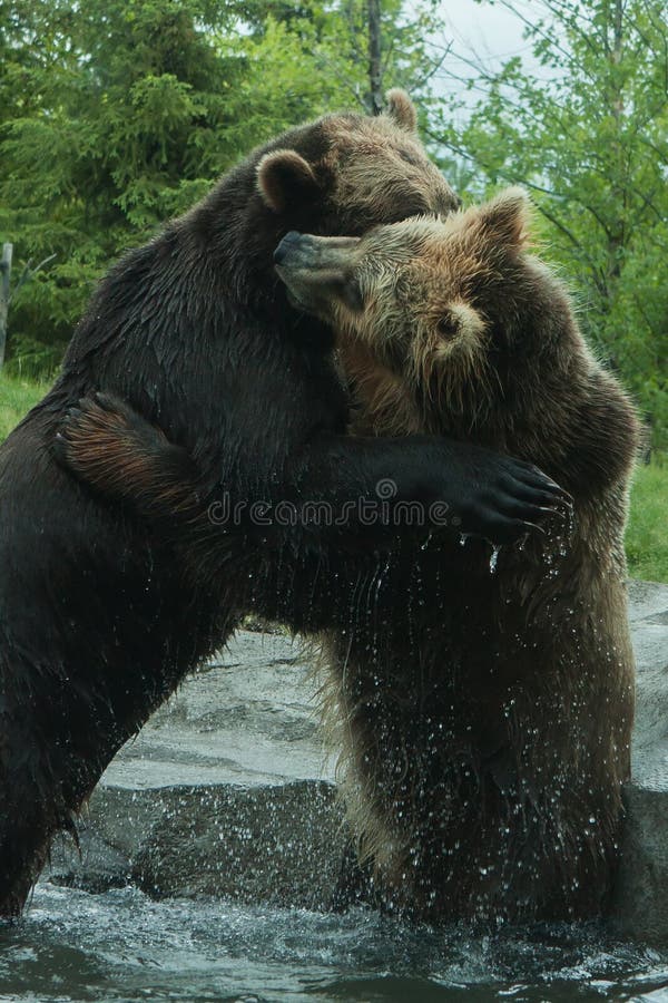 Grizzly (Brown) Bear Fight stock image. Image of combat - 19271833