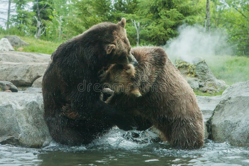 Two Grizzly (Brown) Bears Fight Stock Photo - Image of couple, combat ...