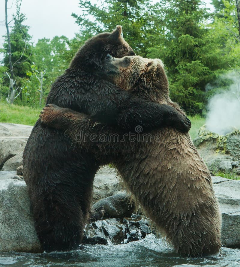 Grizzly (Brown) Bear Fight stock image. Image of combat - 19271833