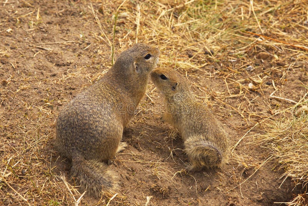Two Ground Squirrels stock image. Image of ecological - 60805845