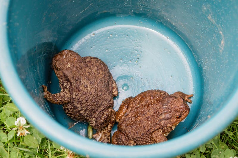 Two Ground Toads in a Blue Bucket on the Grass in the Garden. Close-up ...