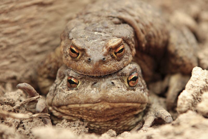 Two ground toads stock image. Image of couple, portrait - 167687027