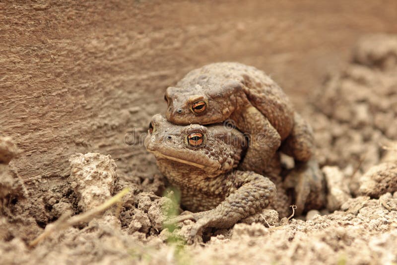 Two ground toads stock image. Image of mating, toad - 167686999