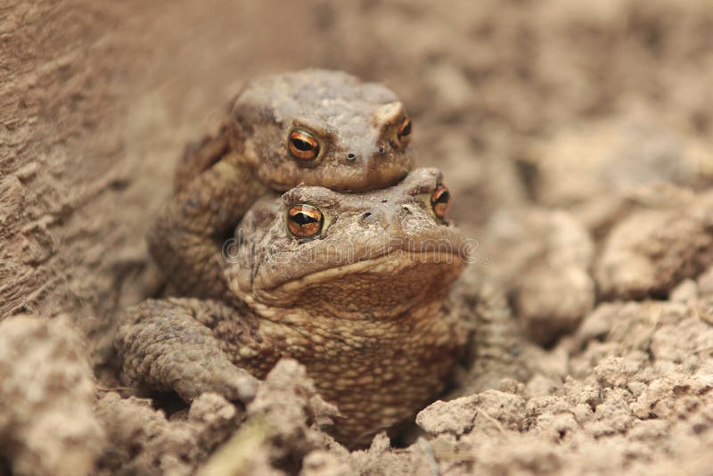 Two ground toads stock image. Image of toad, wildlife - 167687001
