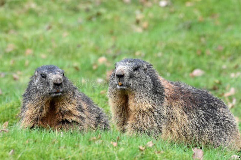 Two Groundhogs in the Meadow Stock Photo - Image of entrance, rodent ...