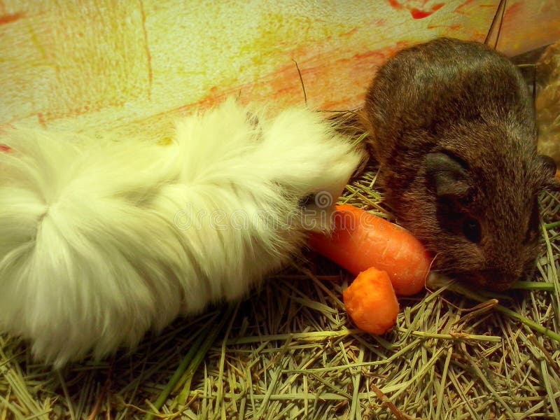 Two Guinea pig stock photo. Image of rodent, guinea, rabbits - 53996634