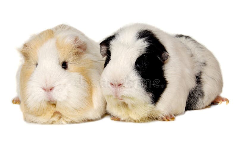 Sad Guinea Pigs Stock Photos - Free & Royalty-Free Stock Photos from ...
