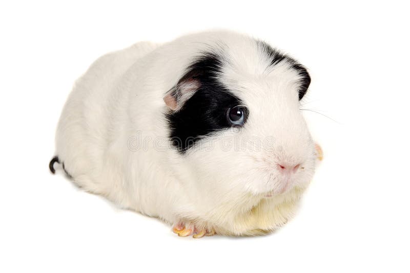 Sad Guinea Pigs Stock Photos - Free & Royalty-Free Stock Photos from ...