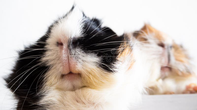 Two Guinea Pigs - Close Up of the White Snouts Stock Image - Image of ...