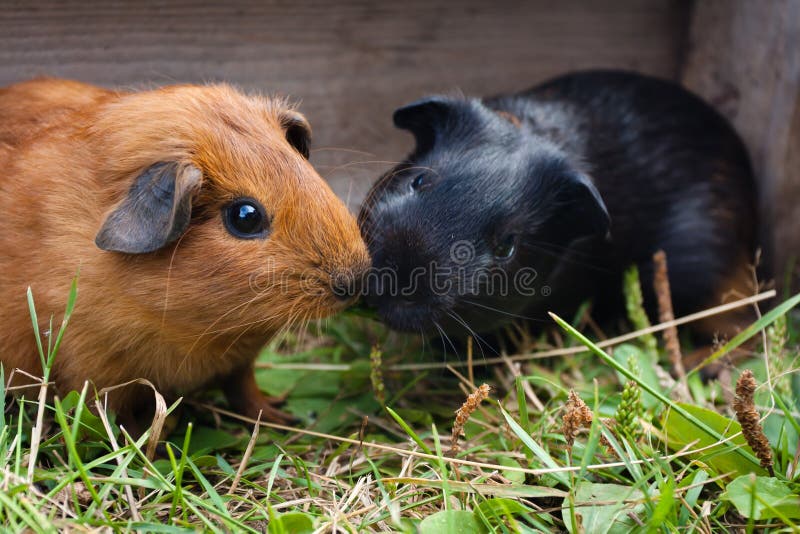 Two guinea pigs stock image. Image of adorable, happy - 89491307