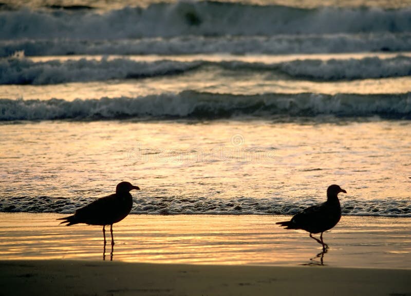 Sea gull at sunset stock image. Image of loneliness, graceful - 94003