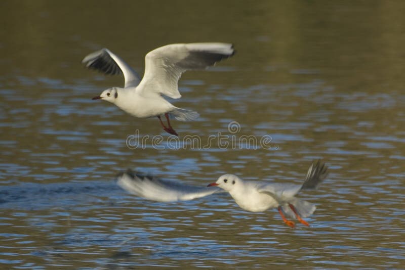 Gulls in flight stock image. Image of gulls, farm, flying - 46001437