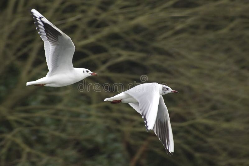Gulls in flight stock image. Image of gulls, farm, flying - 46001437