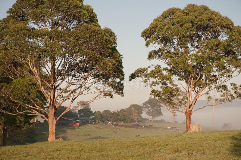 Two Gumtrees stock image. Image of food, farming, lush - 302086257