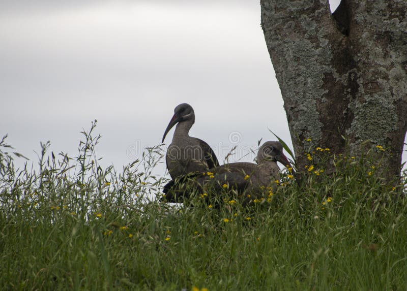 Two Hadeda Ibis Birds at Base of Tree in Long Grass Stock Image - Image ...