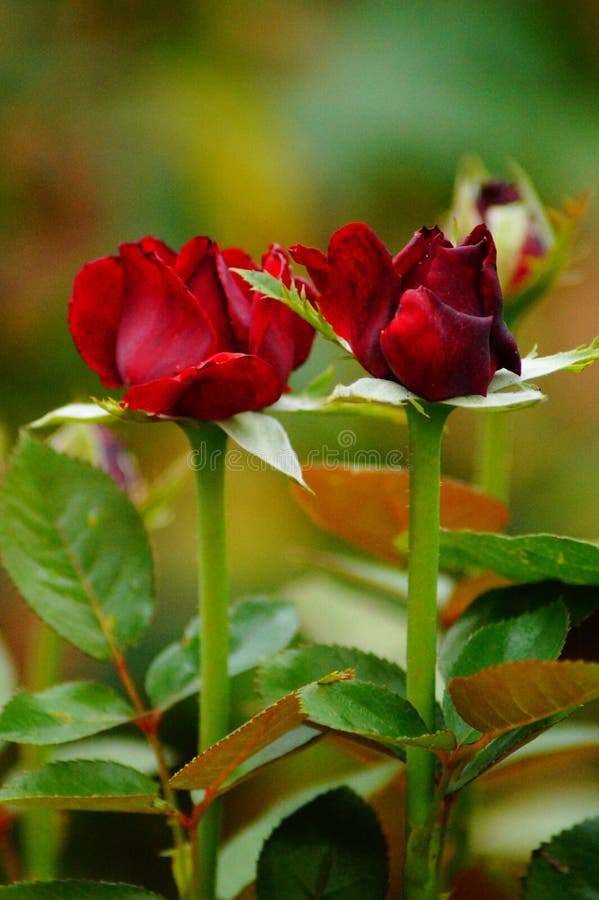 Two Half Open Dark Red Roses Close-up, with Boke Effect. Photo in ...
