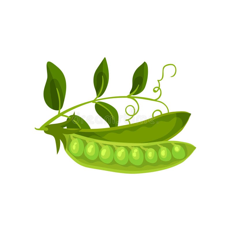 Two Half Pea Pod with Leaves. Vector Illustration on White Background ...